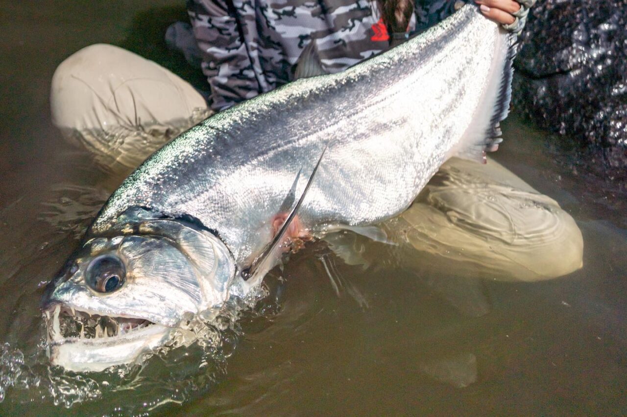 Payara Vampire Fish - Amazon Game Fishing Guide | Amazon-Angler