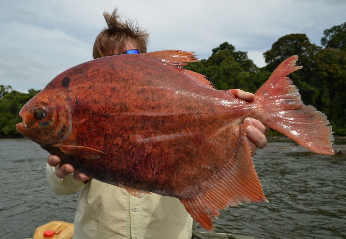 Pacu - Amazon Game Fishing Guide | Amazon-Angler
