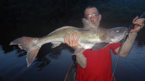 Amazon River Fish – A Game Angler's Species Guide