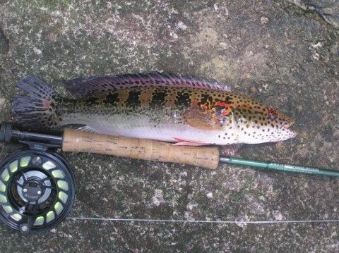 Amazon River Fish – A Game Angler's Species Guide